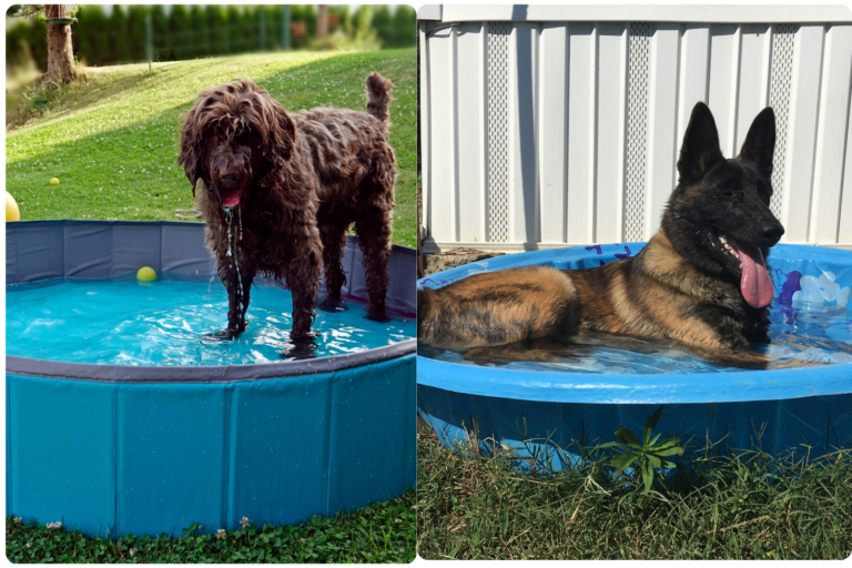 14 Tips to Puppy Proof Your Patio - patioescape.com